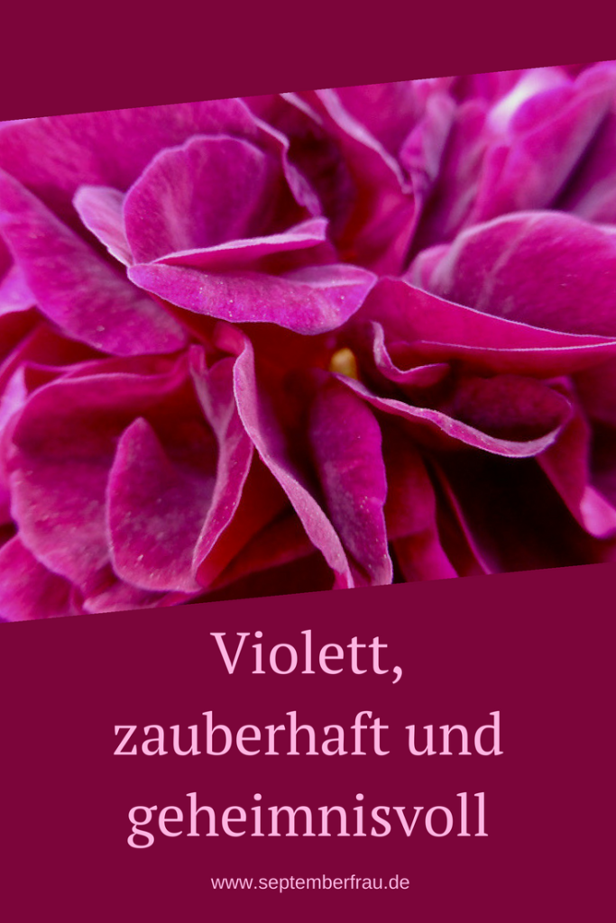 Violett - die Farbe der Frauen - Septemberfrau